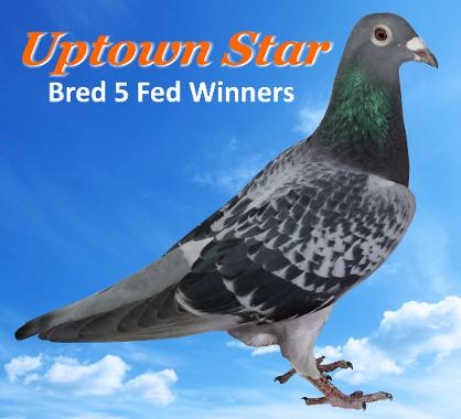 Stock Birds | Northern Gold Coast | Hudson Lofts